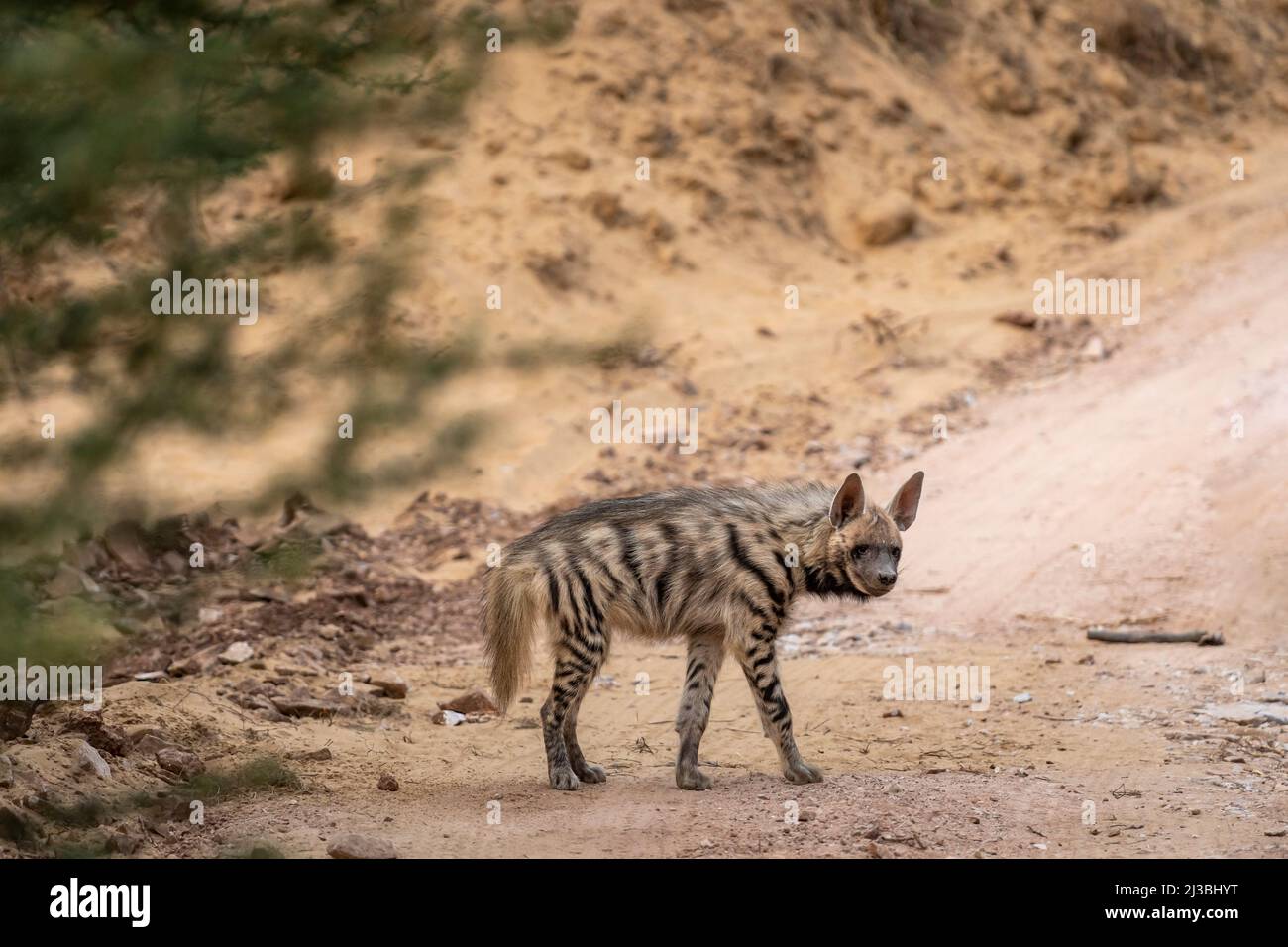 Striped hyena side profile with eye contact on safari track blocking ...