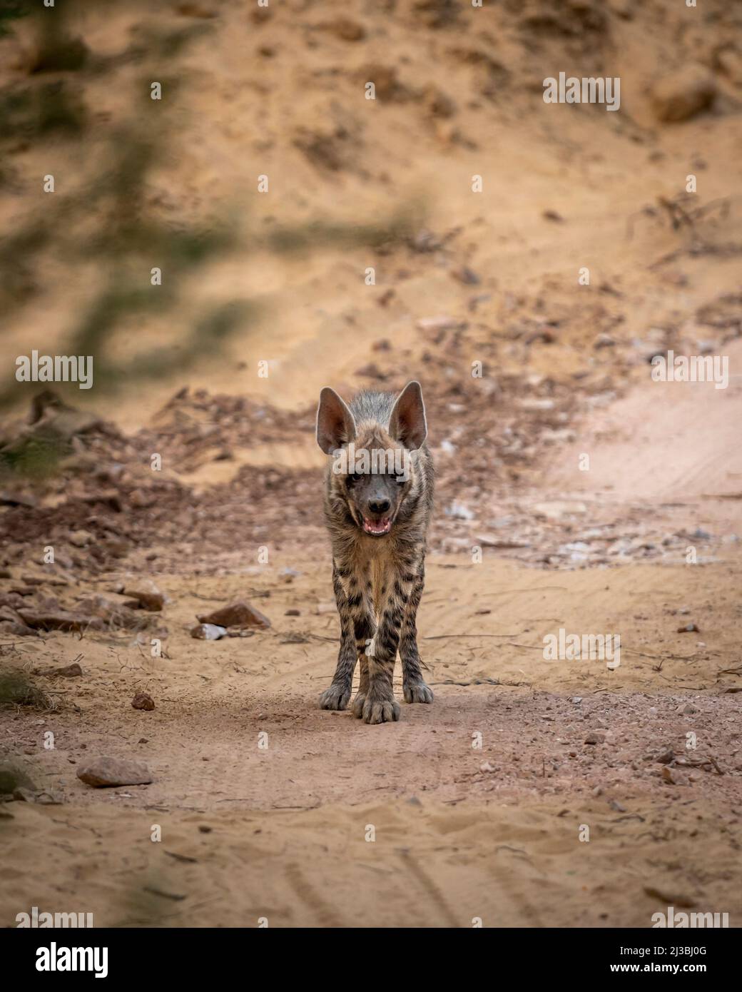 Asian striped hyena hi-res stock photography and images - Alamy