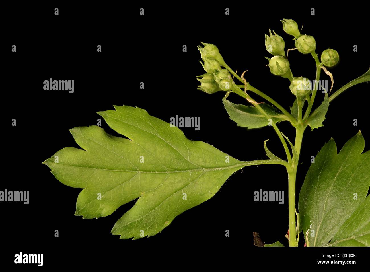 Crataegus monogyna leaf illustration hi-res stock photography and ...