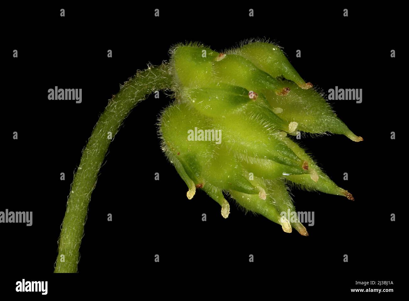 Anemone nemorosa fruit hi-res stock photography and images - Alamy