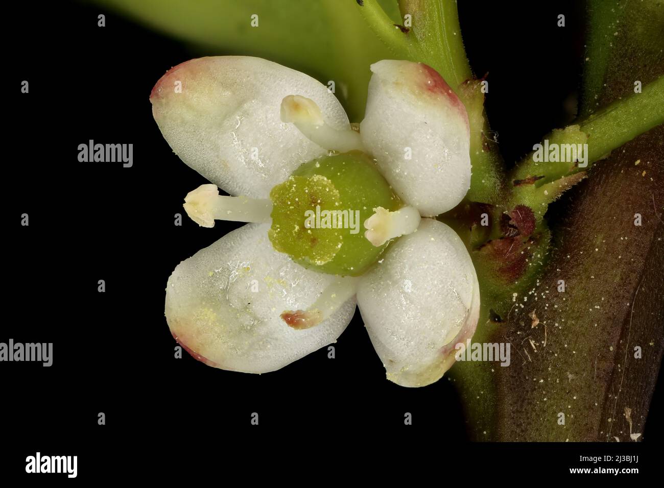 Holly ilex female flower hi-res stock photography and images - Alamy