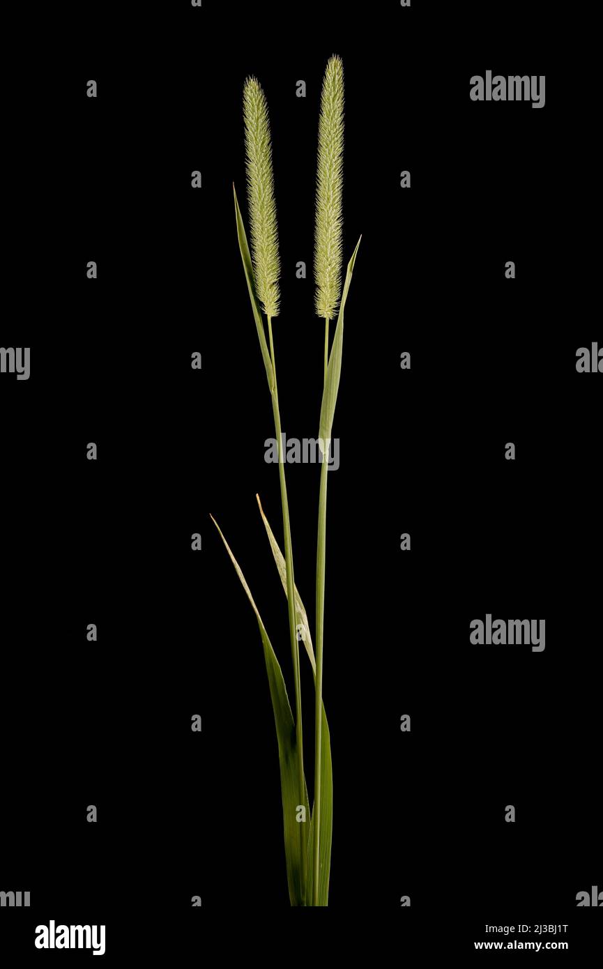 Timothy phleum pratense hi-res stock photography and images - Alamy