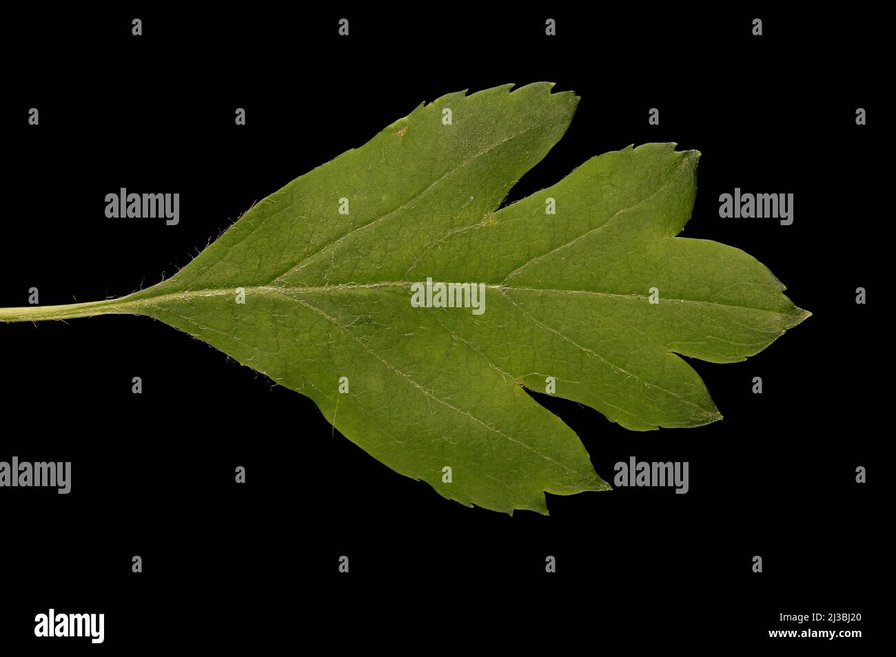 Crataegus monogyna leaf illustration hi-res stock photography and ...