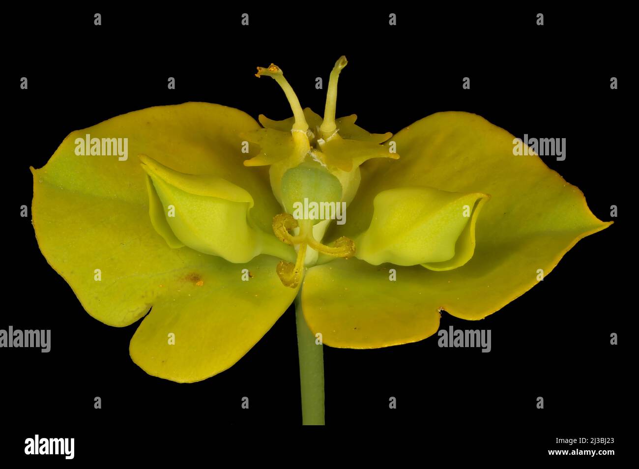 Euphorbia virgata hi-res stock photography and images - Alamy