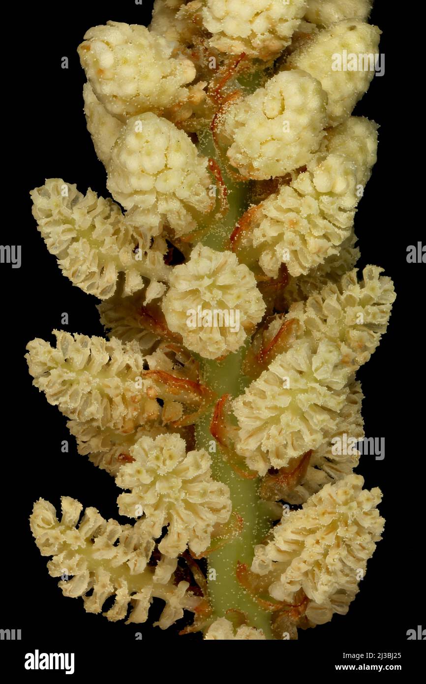 Scots pine male cone pinus sylvestris hi-res stock photography and ...