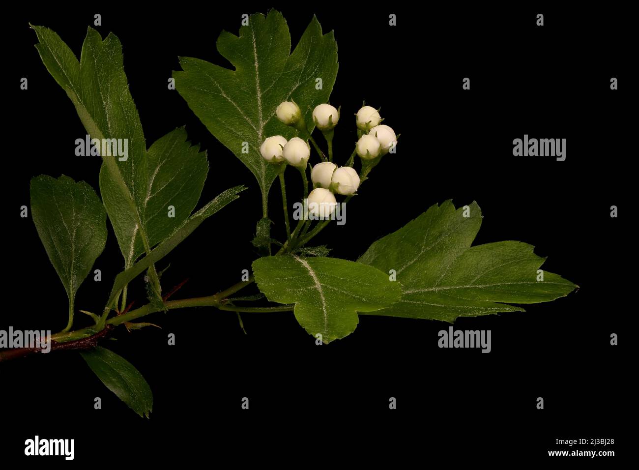 Crataegus monogyna leaf illustration hi-res stock photography and ...