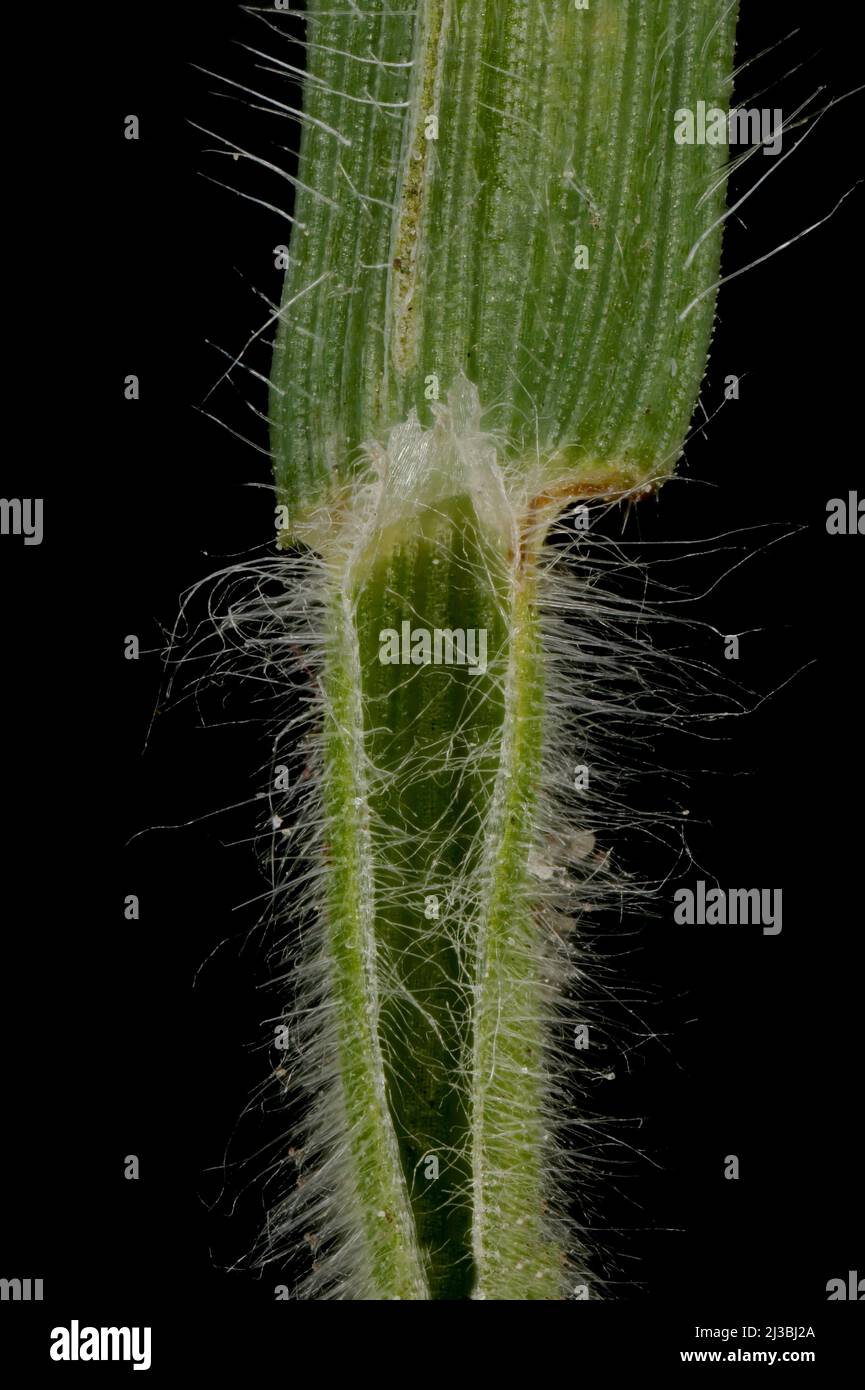 Soft Brome (Bromus hordeaceus). Ligule and Leaf Sheath Closeup Stock ...