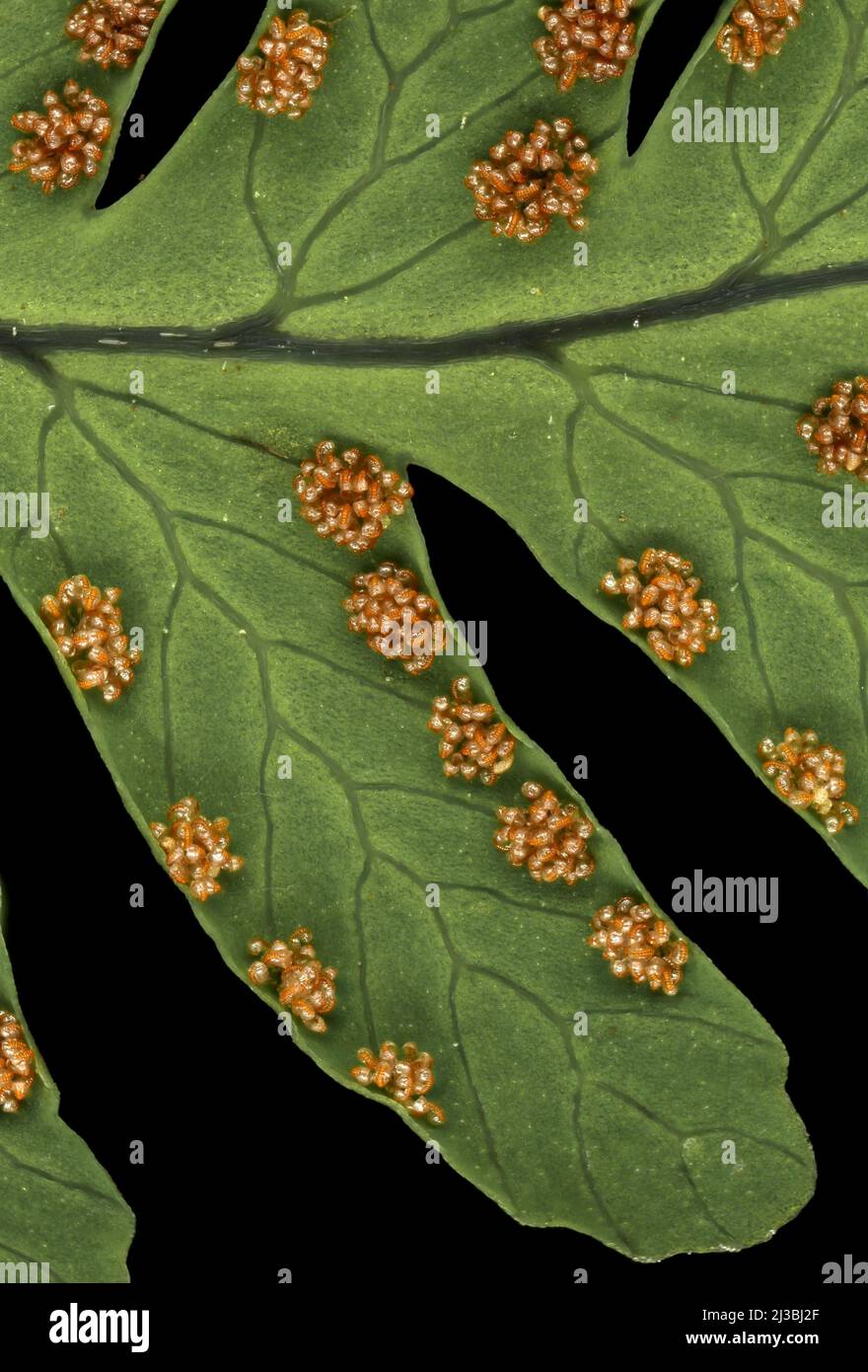 Gymnocarpium hi-res stock photography and images - Alamy