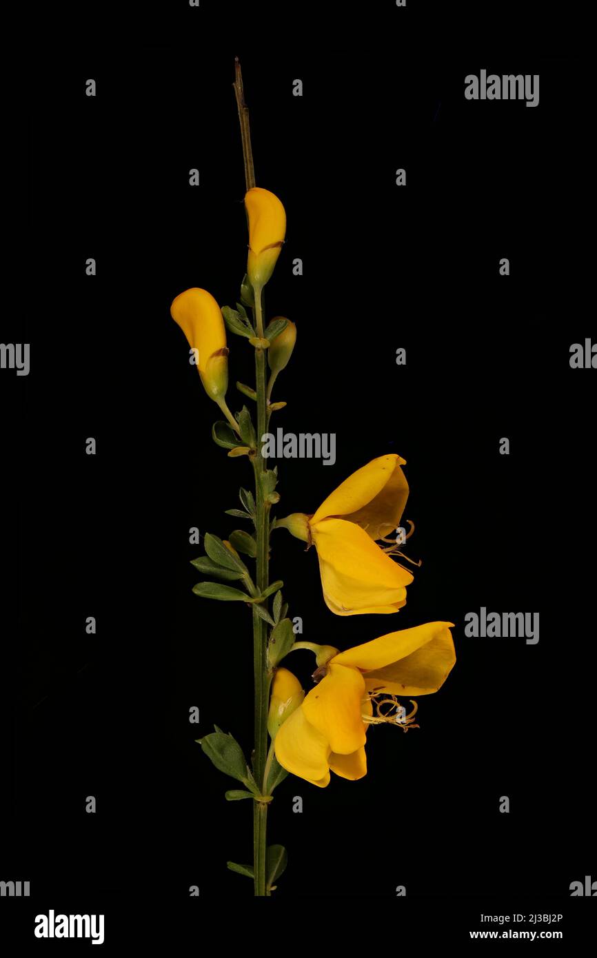 Papilionaceous corolla hi-res stock photography and images - Alamy