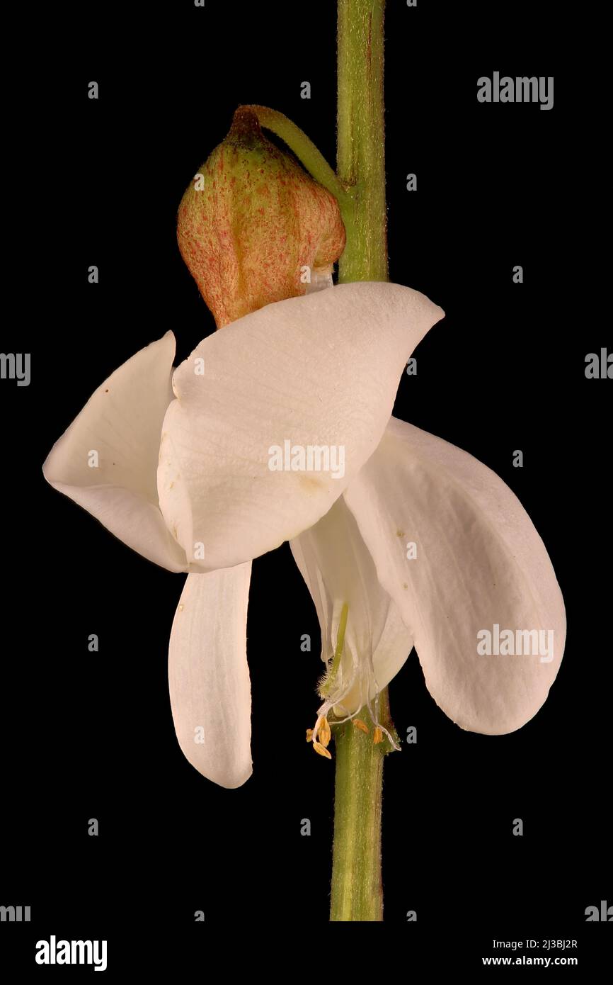Papilionaceous corolla hi-res stock photography and images - Alamy