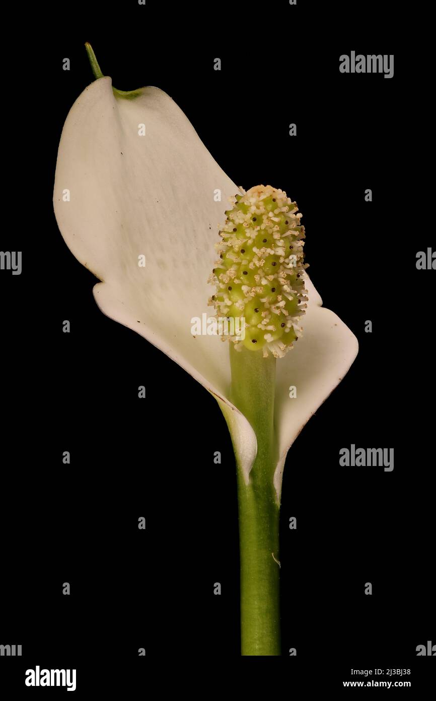 Bog arum wild calla calla hi-res stock photography and images - Alamy