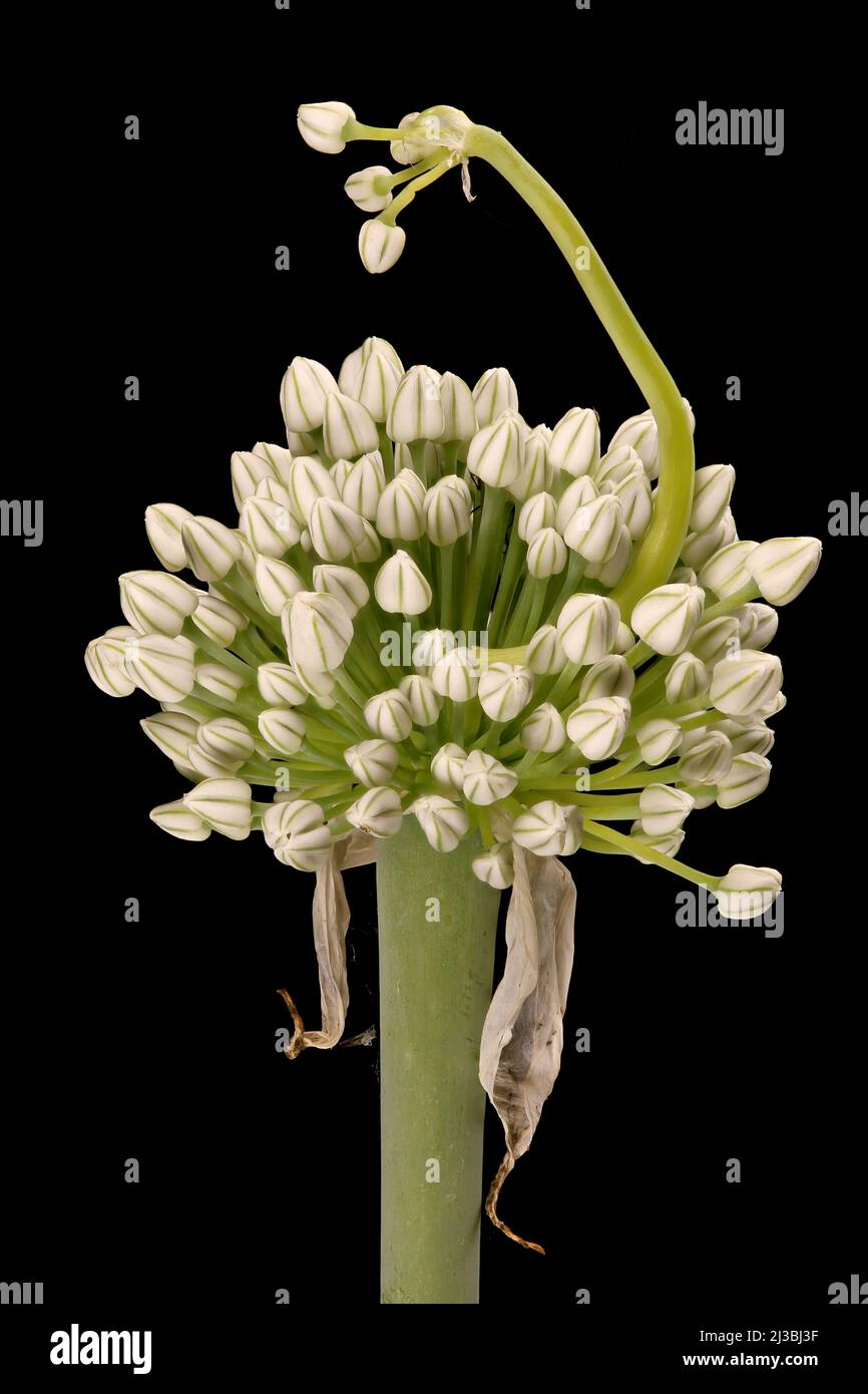 Onion (Allium cepa). Inflorescence Closeup Stock Photo - Alamy