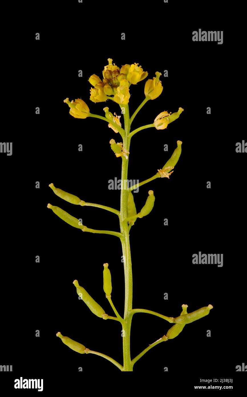 Marsh Yellow-Cress (Rorippa palustris). Inflorescence Closeup Stock ...