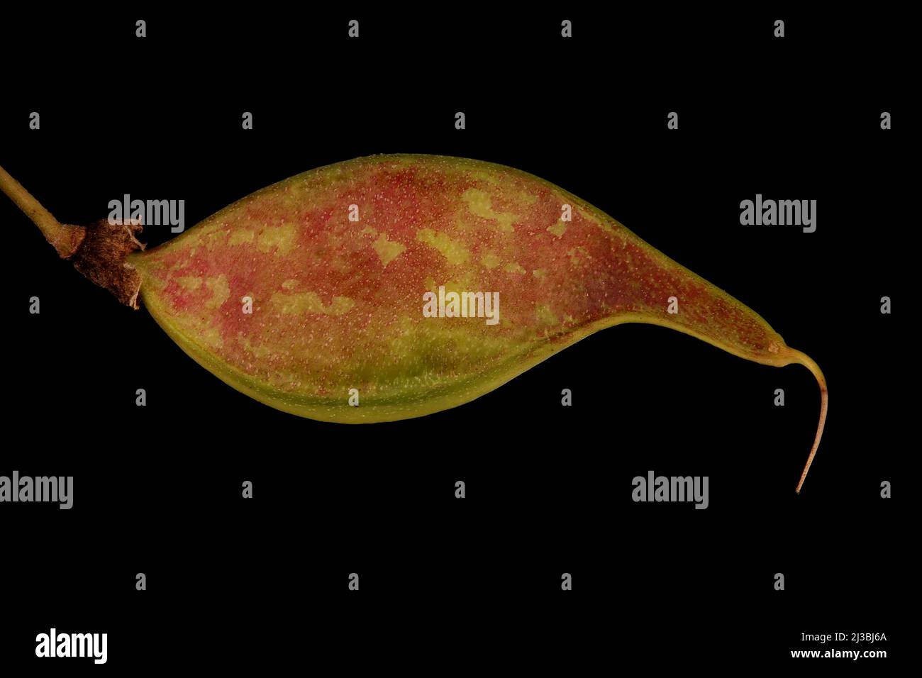 Robinia pseudoacacia pod hi-res stock photography and images - Alamy