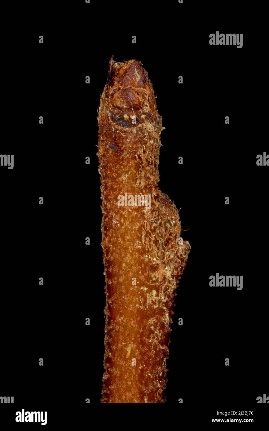 Subterminal bud hi-res stock photography and images - Alamy