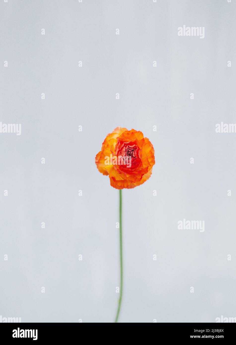Red clove flower, isolated. Valentine's background with copy space ...