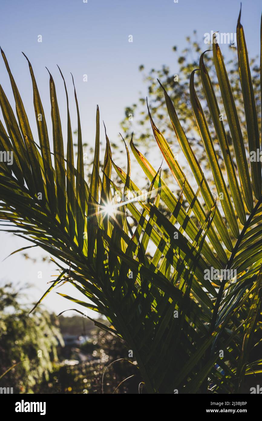close-up of Majesty palm frond (Ravenea rivularis) outdoor in sunny ...