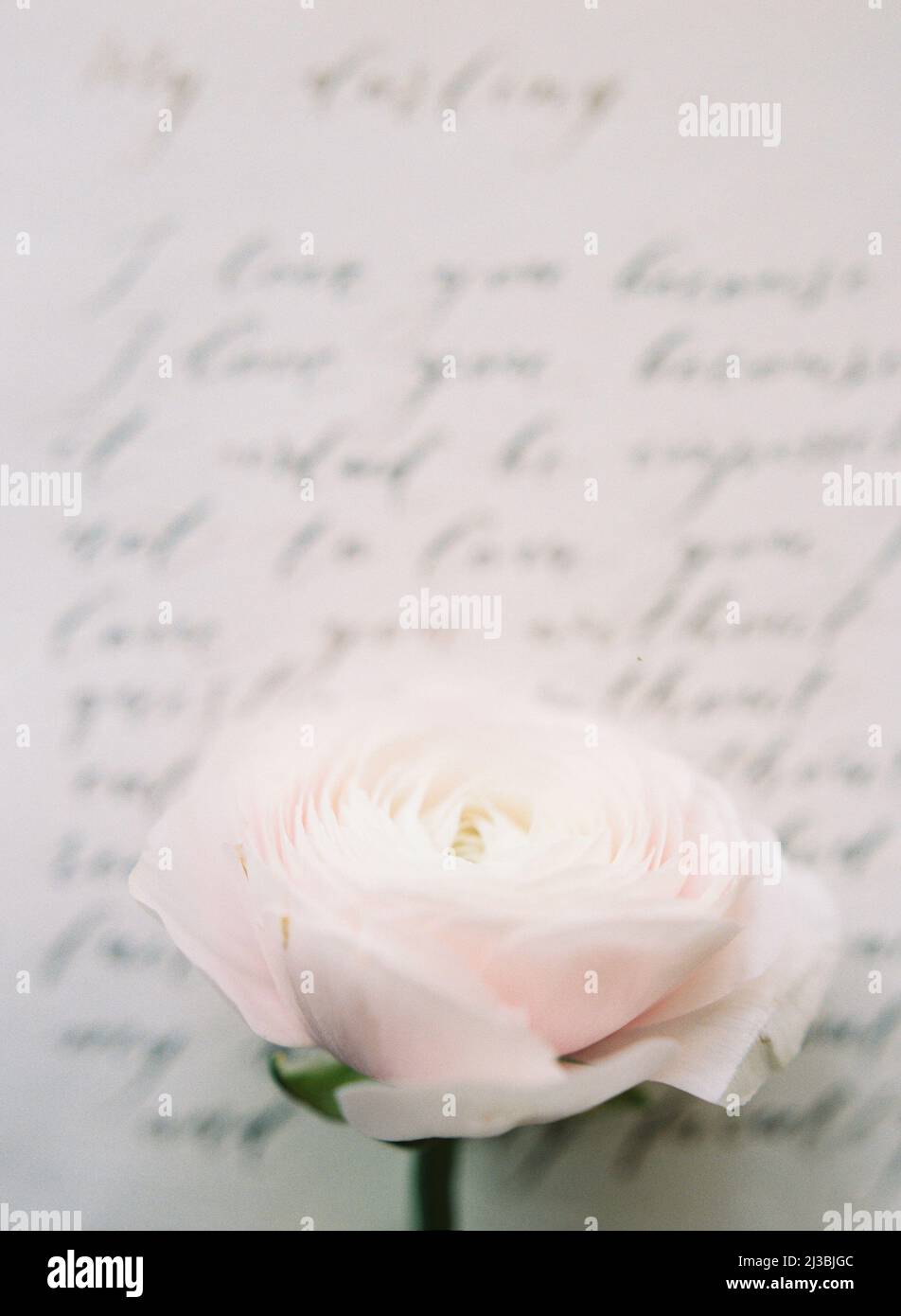 Handwriting love letter and a flower in white and rosy tones. Beauty ...