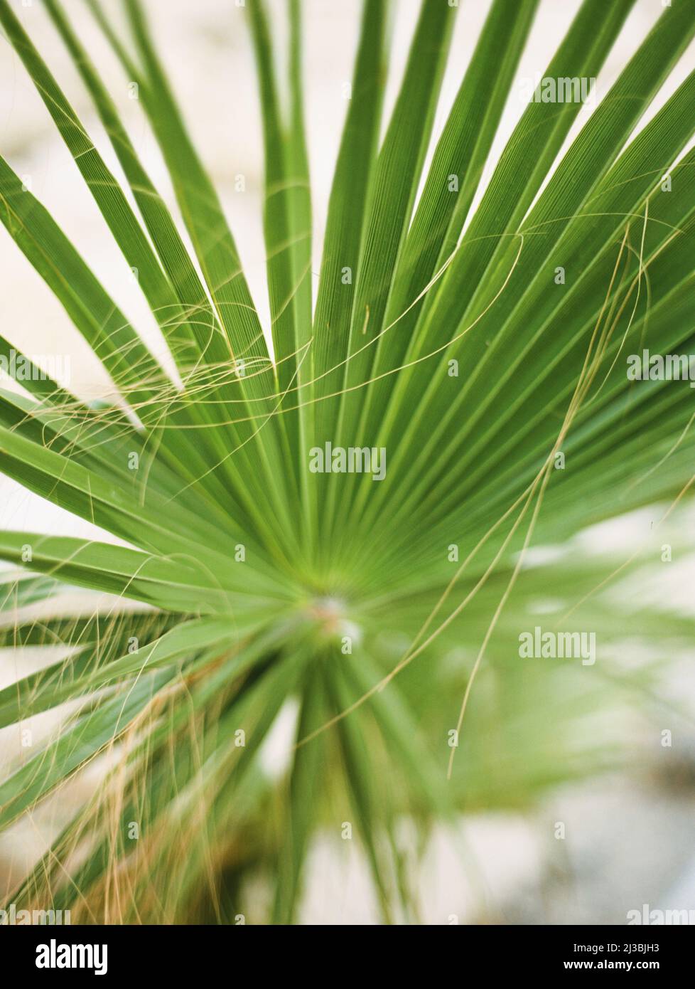 Plam leaves hi-res stock photography and images - Alamy