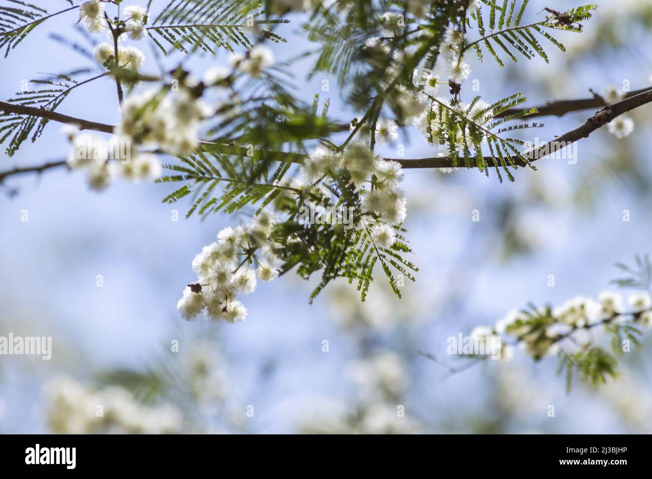 A closeup of Acacia mearnsii, commonly known as black wattle, late ...