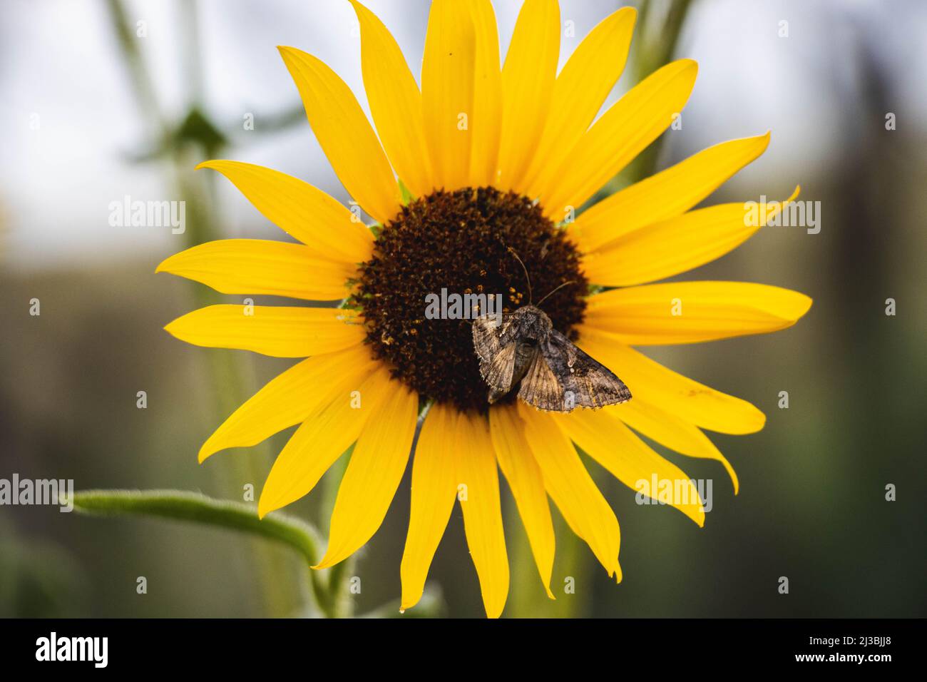 Yellow sunflower moth hi-res stock photography and images - Alamy