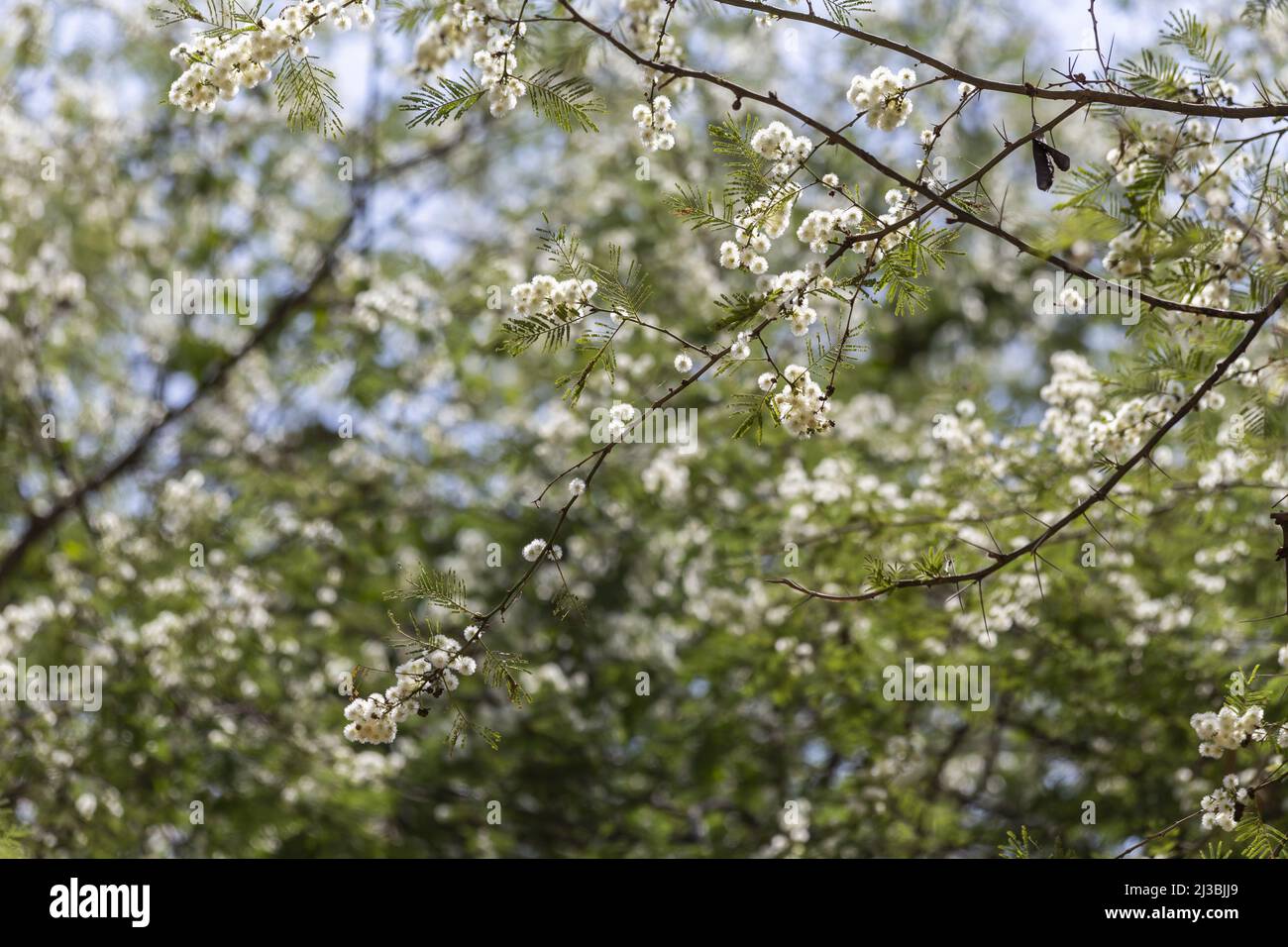 A closeup of Acacia mearnsii, commonly known as black wattle, late ...