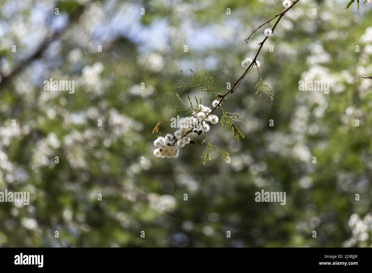 A closeup of Acacia mearnsii, commonly known as black wattle, late ...