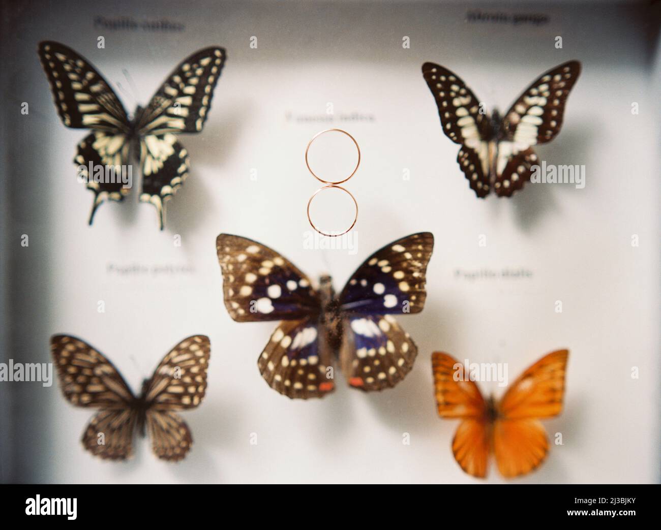 Collection of butterflies with inscriptions under glass. Wedding rings ...