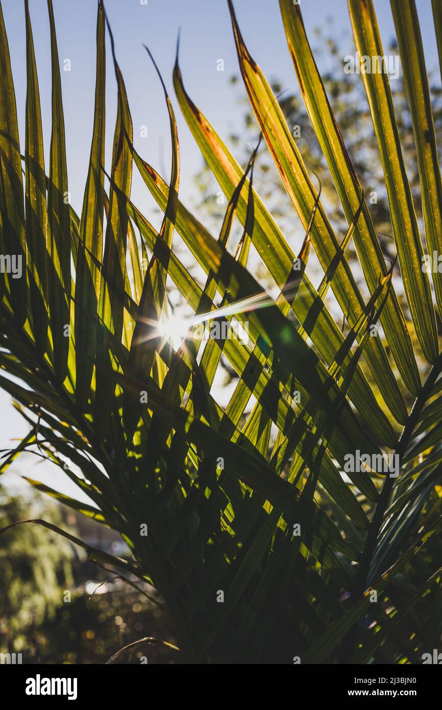 close-up of Majesty palm frond (Ravenea rivularis) outdoor in sunny ...