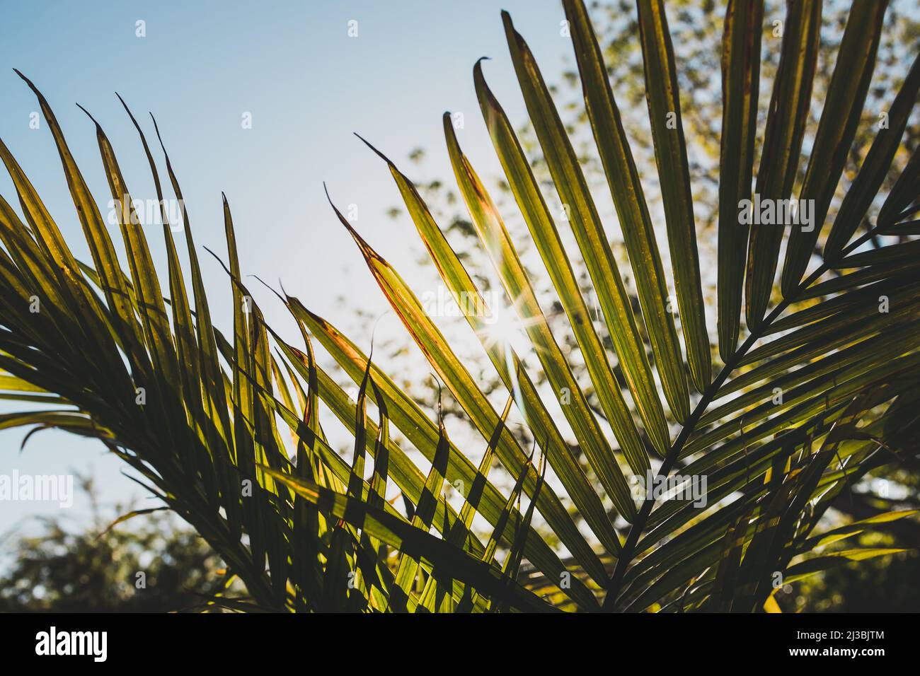 close-up of Majesty palm frond (Ravenea rivularis) outdoor in sunny ...