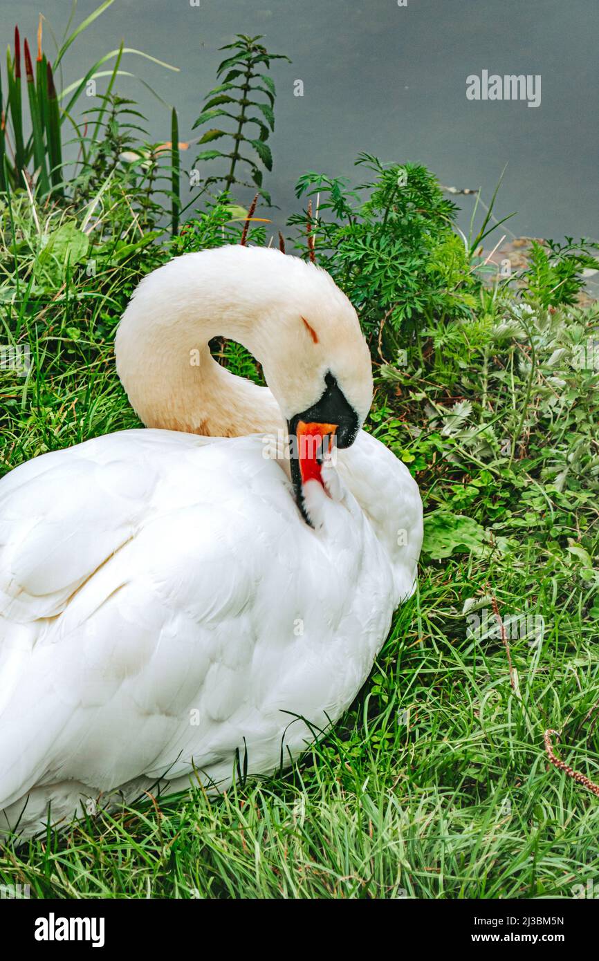 Canal view with swans hi-res stock photography and images - Alamy