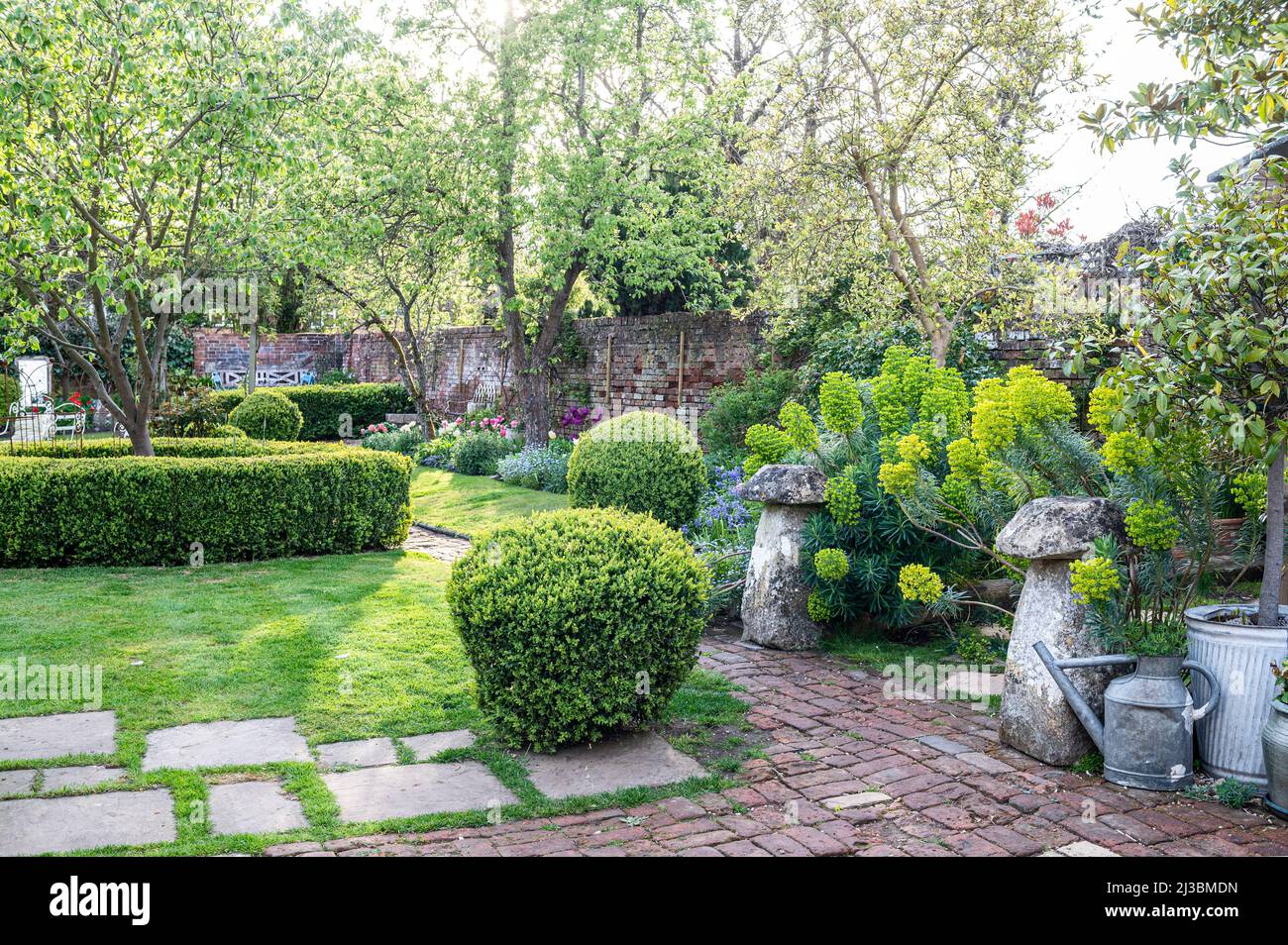 Clipped box balls in walled Suffolk garden in spring, UK Stock Photo ...