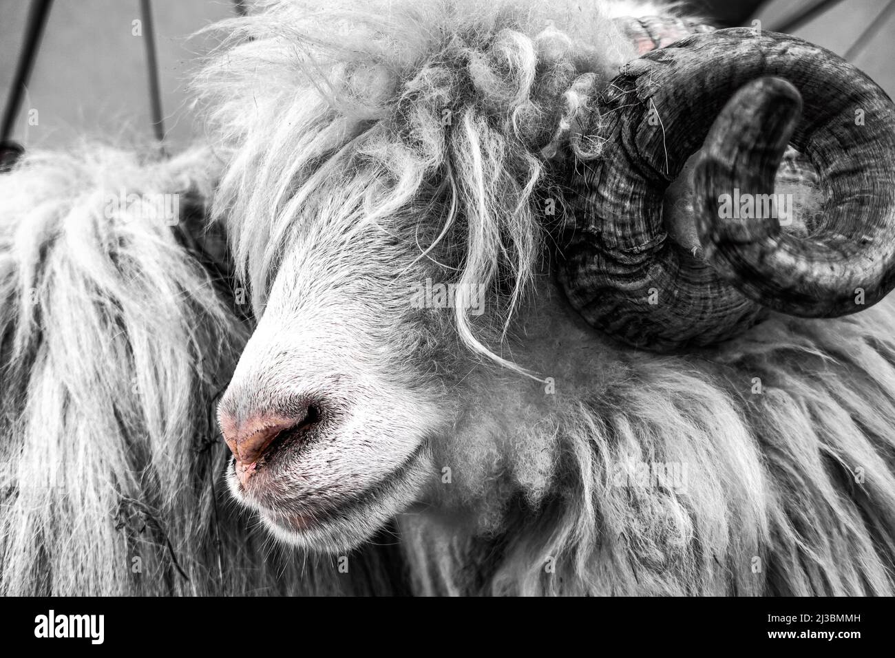 Gray sheep hi-res stock photography and images - Alamy