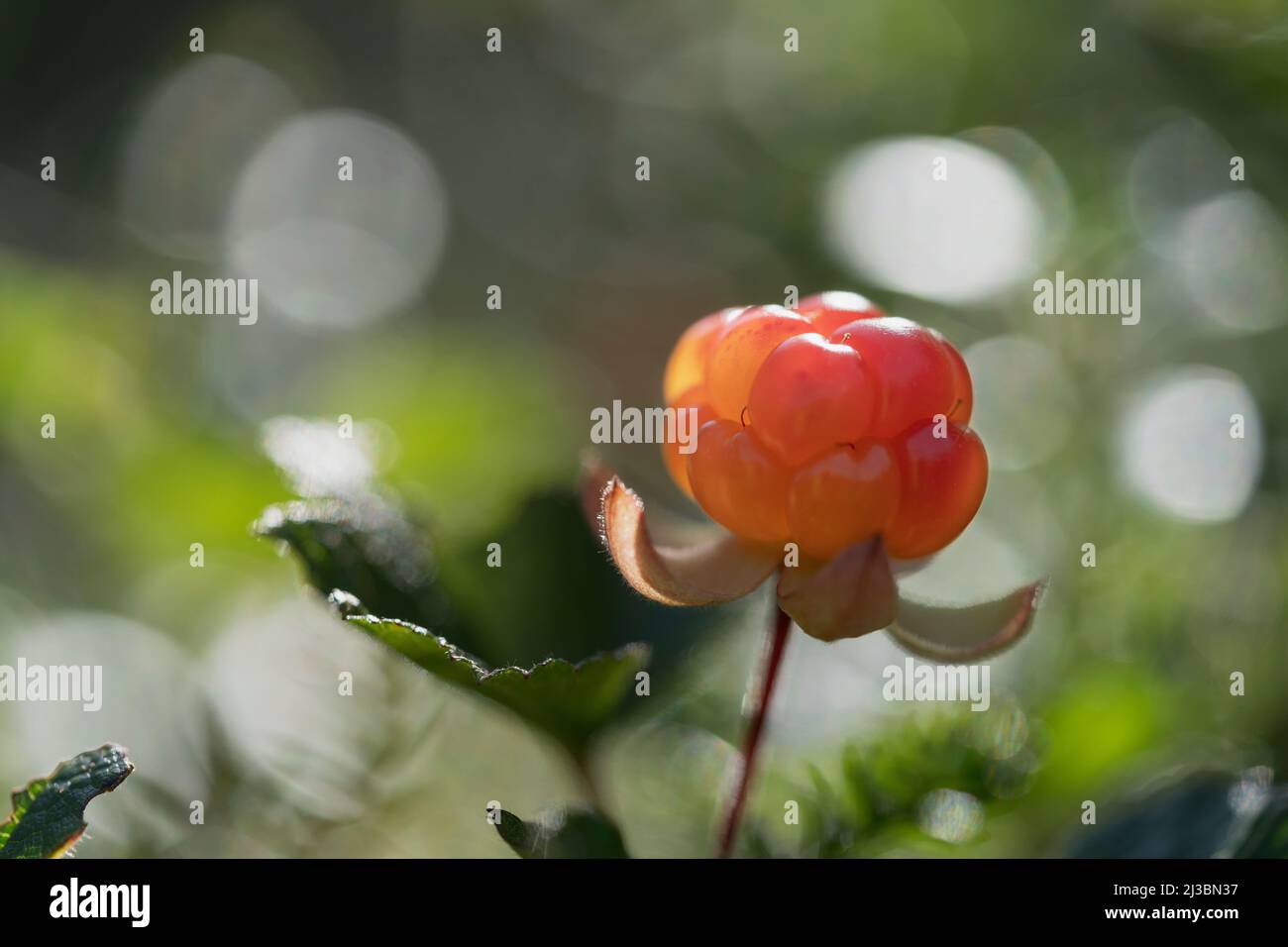 Cloudberry fruits hi-res stock photography and images - Alamy