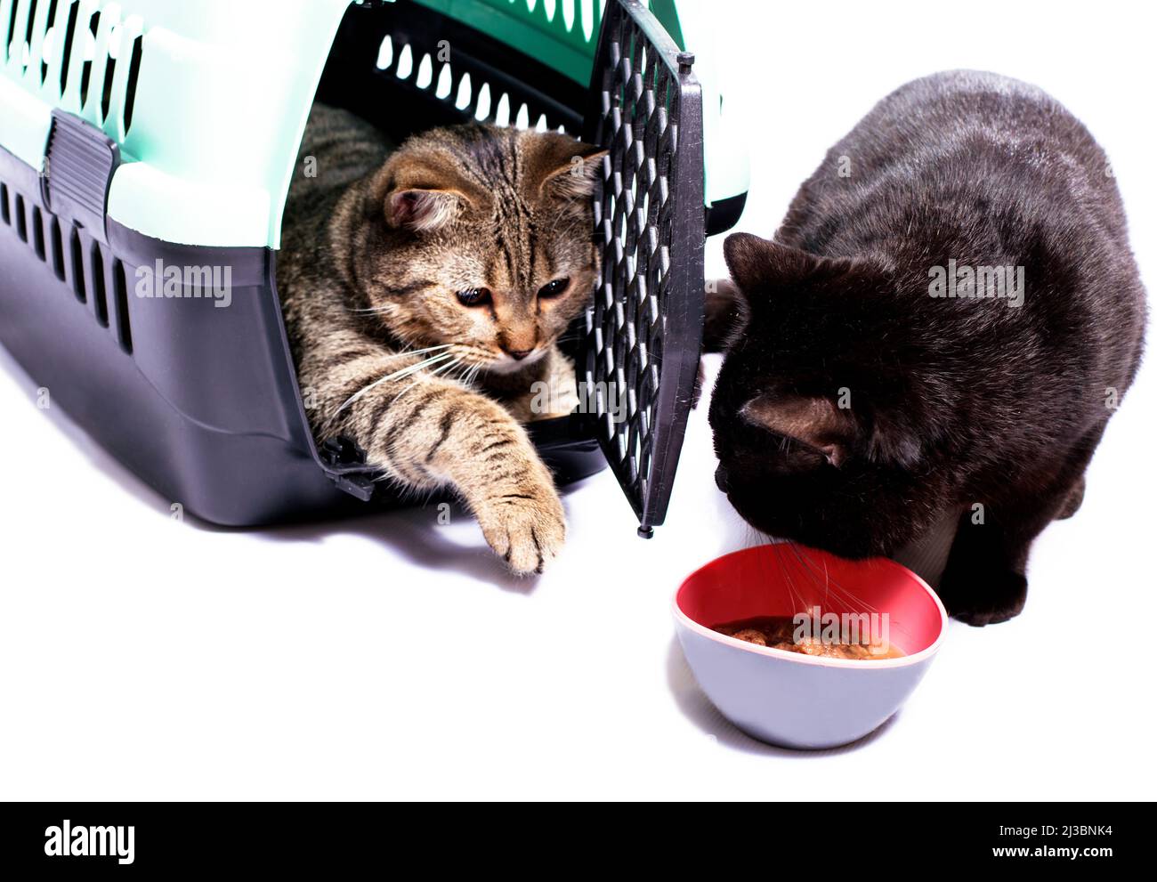 isolated image, a cat stuck its paw out of a cat carrier, another cat ...