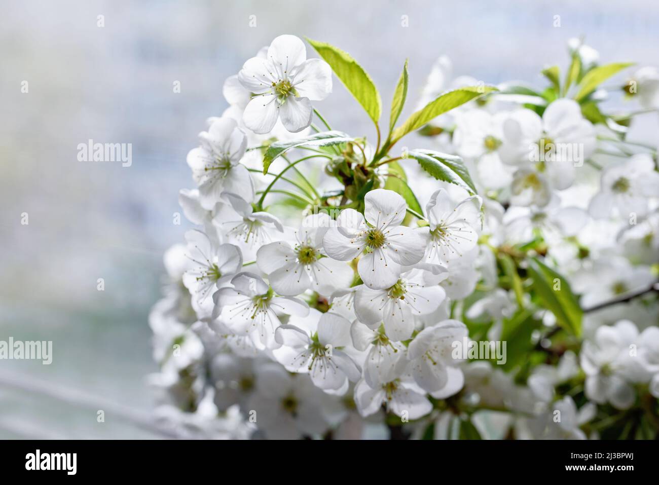 Beautiful cherry landscape. Floral spring abstract background of nature ...