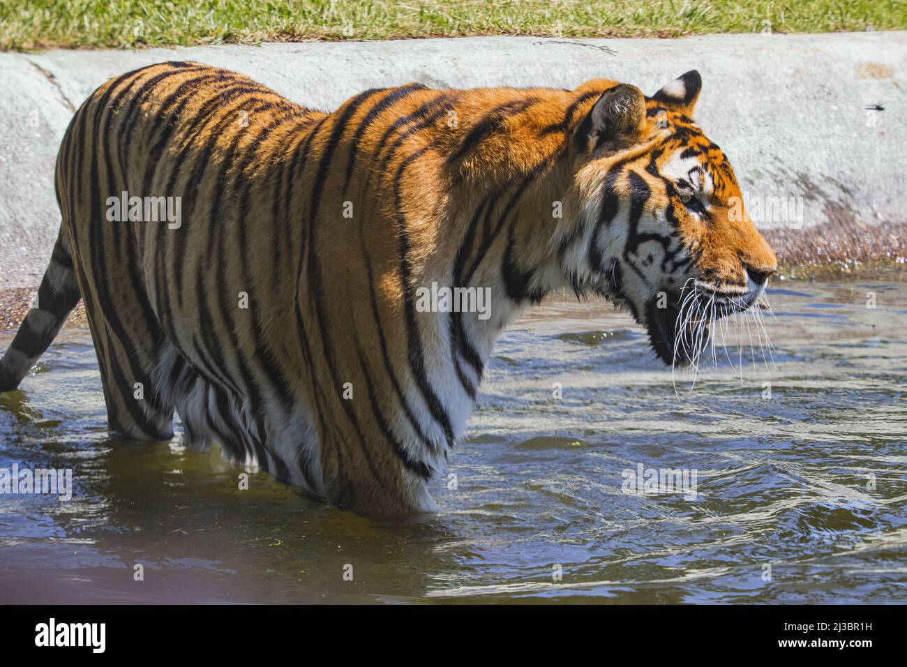 Tiger in zoologic park in Italy Stock Photo - Alamy
