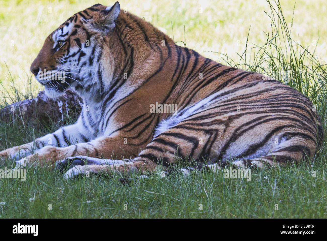 Zoologic park hi-res stock photography and images - Alamy