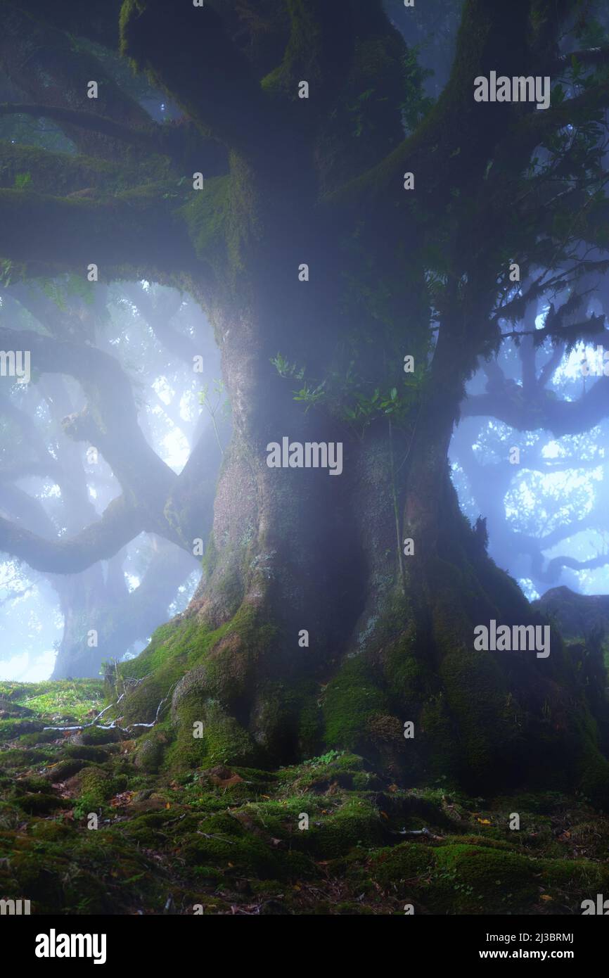 Ancient laurel forest in Madeira. Often the old trees, full of ...