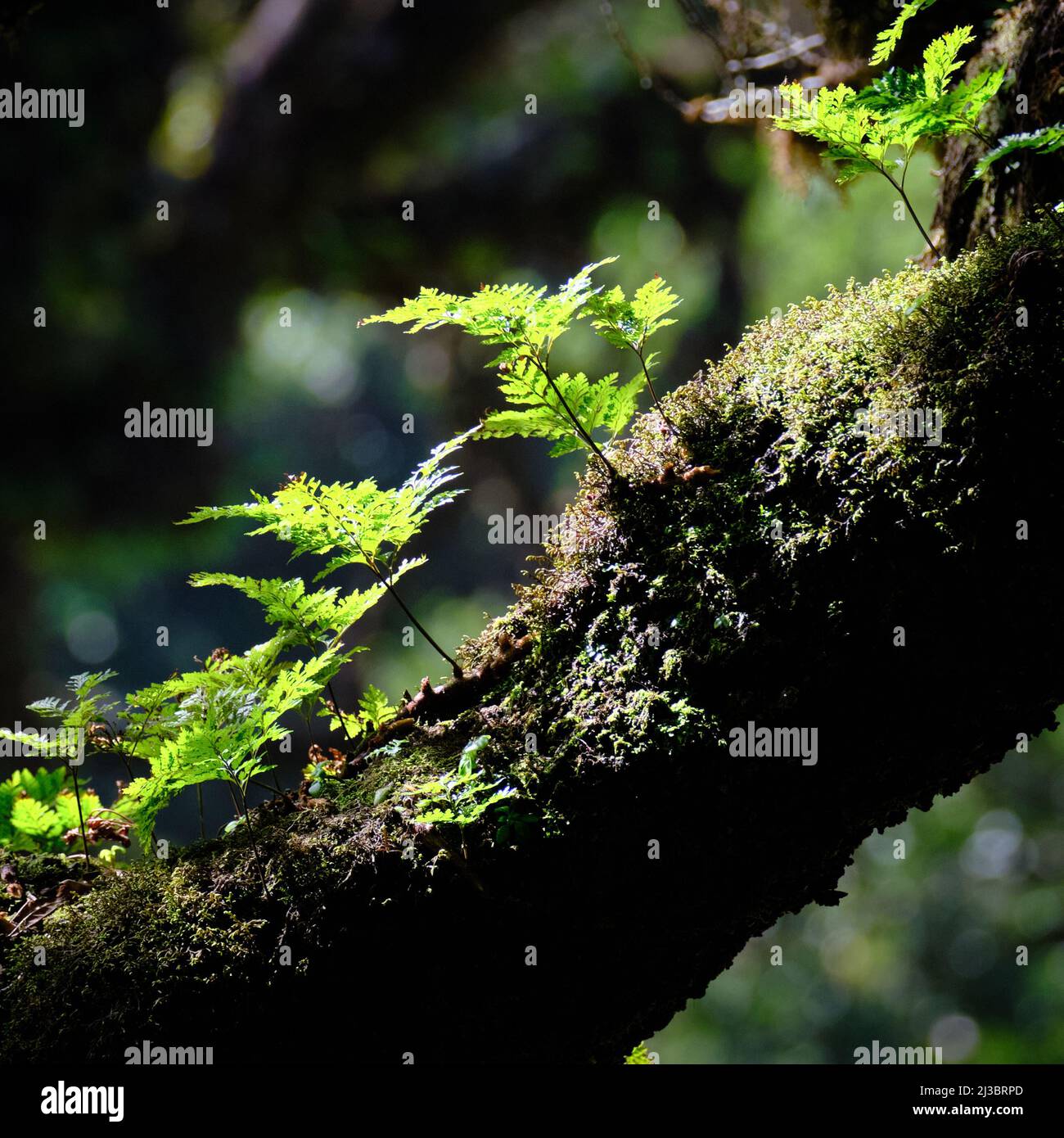 Ancient laurel forest in Madeira. Often the old trees, full of ...