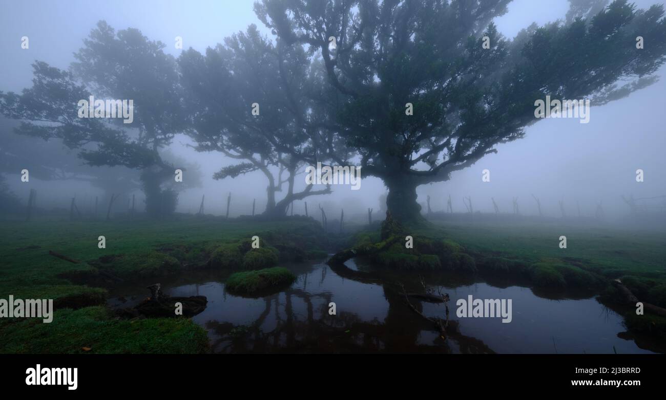 Ancient laurel forest in Madeira. Often the old trees, full of ...
