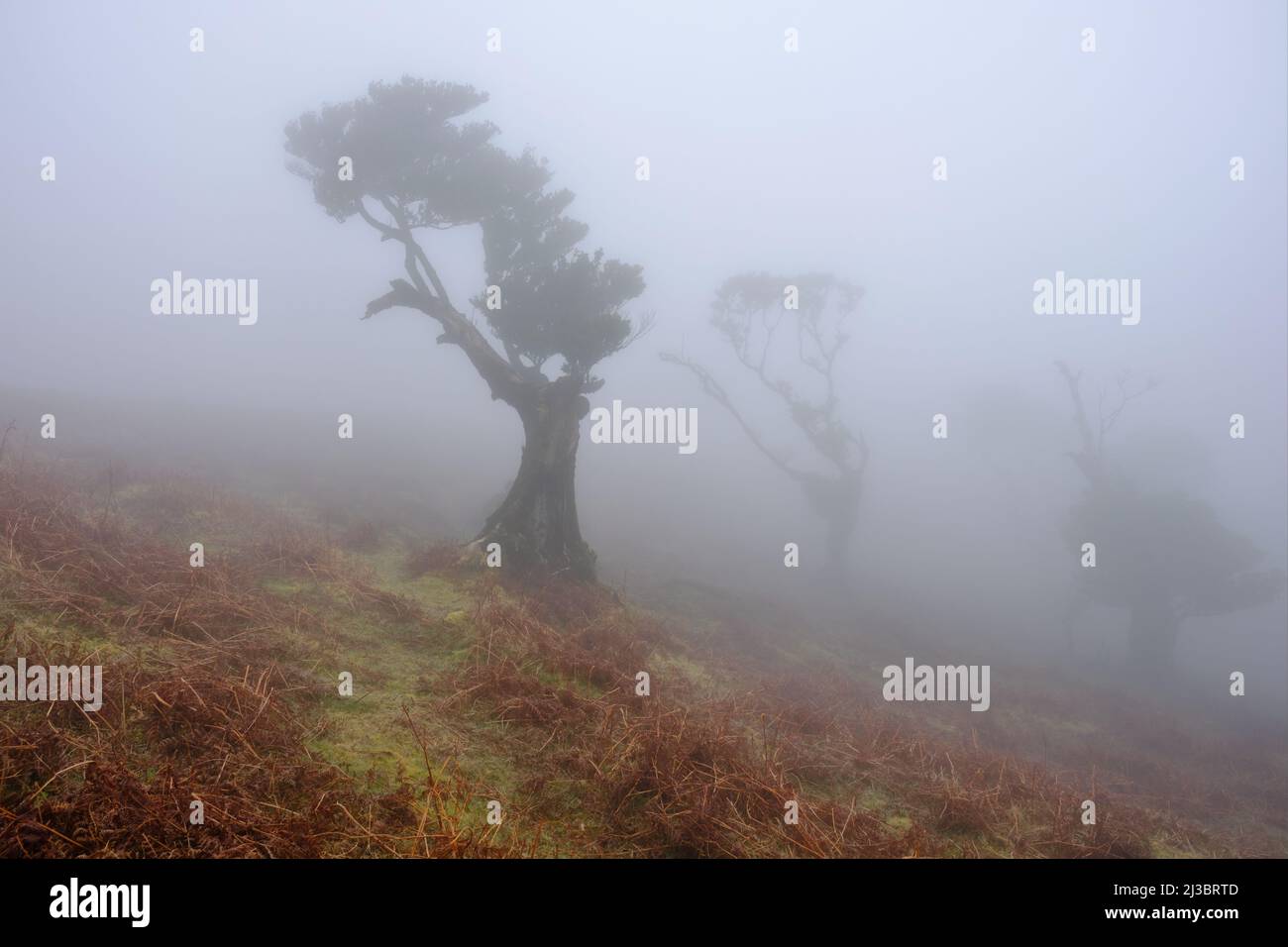 Ancient laurel forest in Madeira. Often the old trees, full of ...