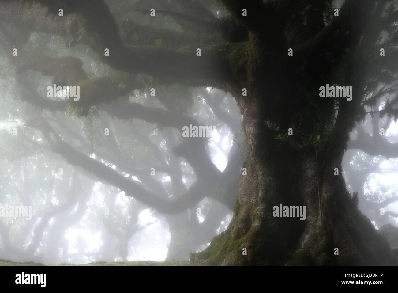 Ancient laurel forest in Madeira. Often the old trees, full of ...