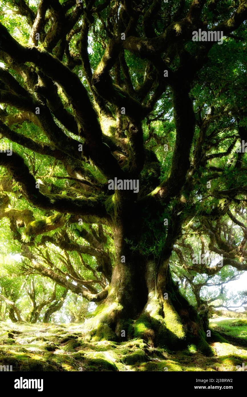 Ancient laurel forest in Madeira. Often the old trees, full of ...