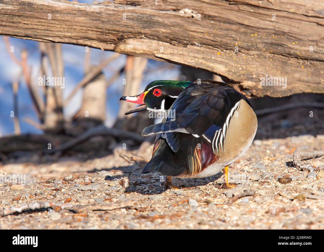 Wood duck male standing on the shore quacking in Ottawa, Canada Stock ...