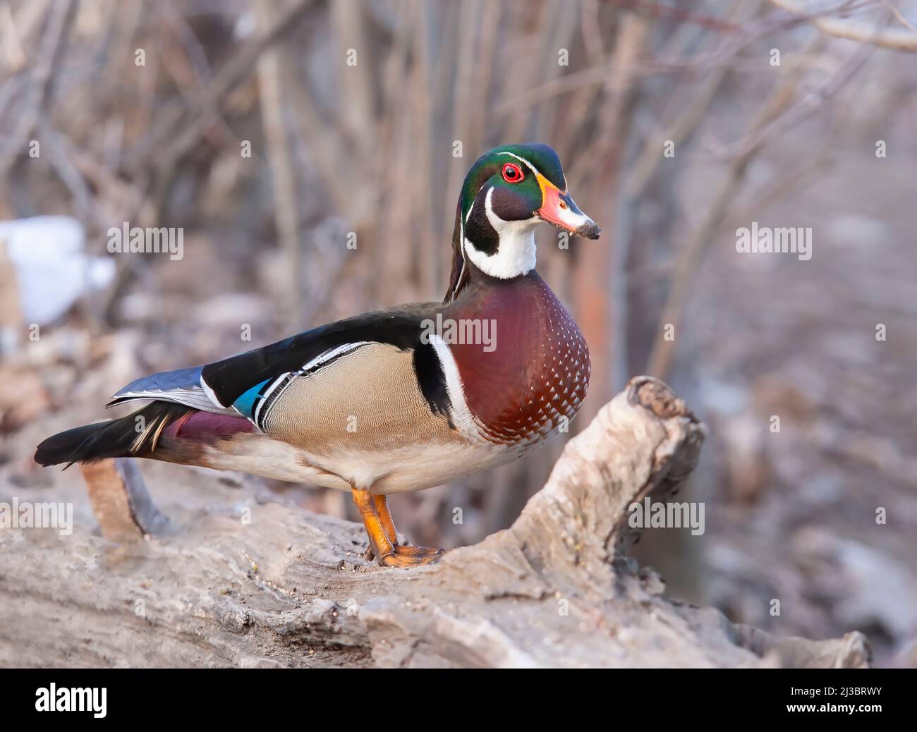 Wood duck landing hi-res stock photography and images - Alamy