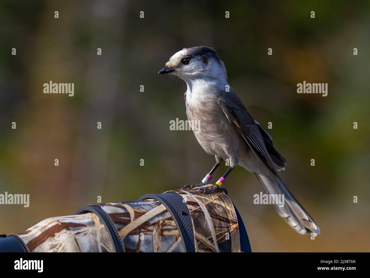 Canada Jay or Gray Jay (Perisoreus canadensis) perched on a camera lens ...