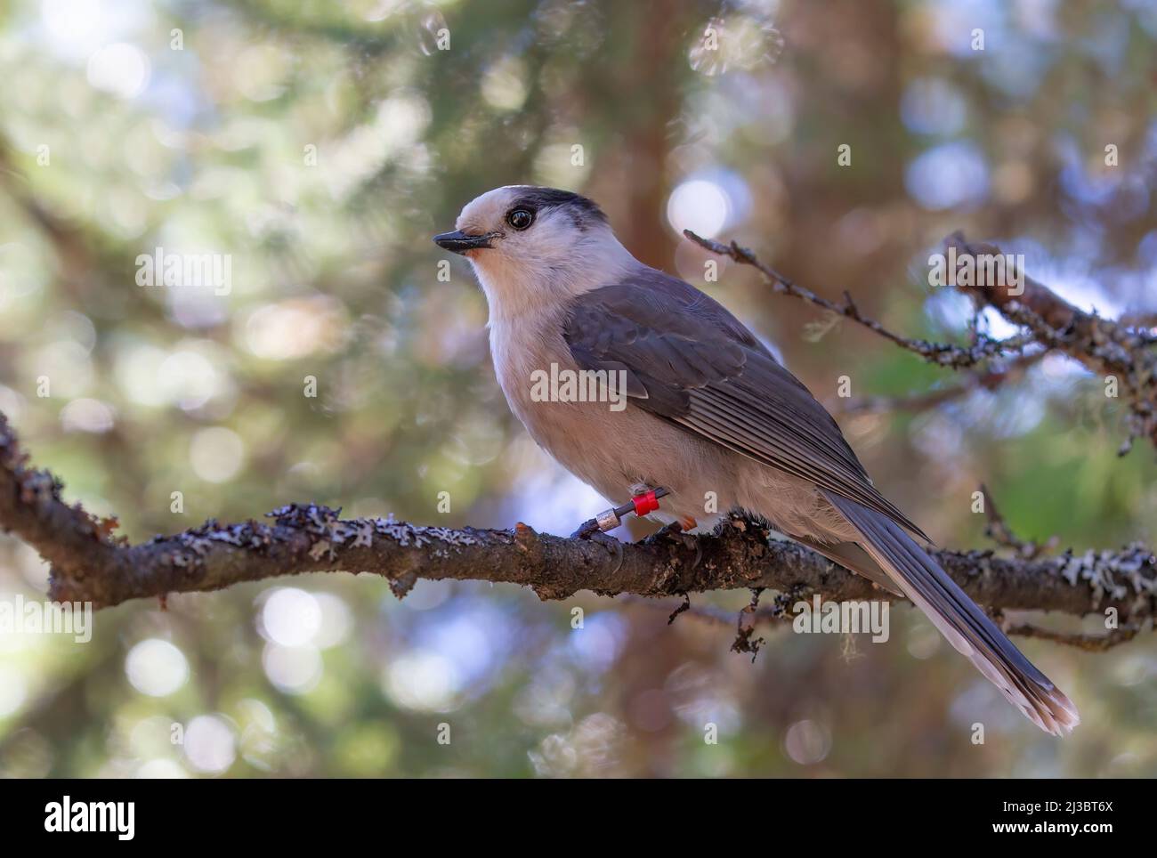 Guide to fauna hi-res stock photography and images - Alamy