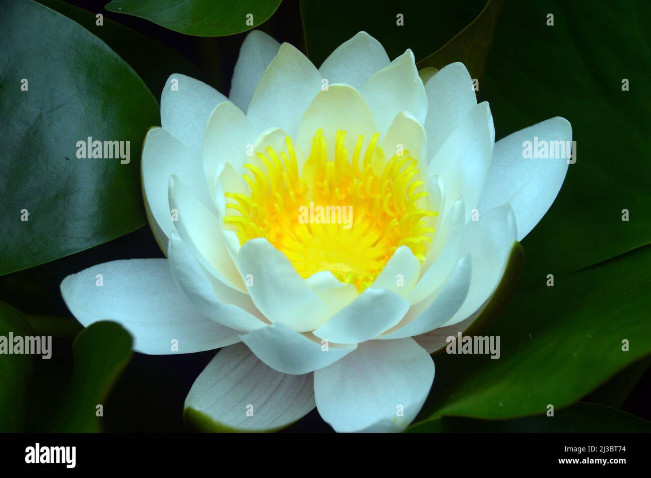 White flower of a water lily nymphaea hi-res stock photography and ...