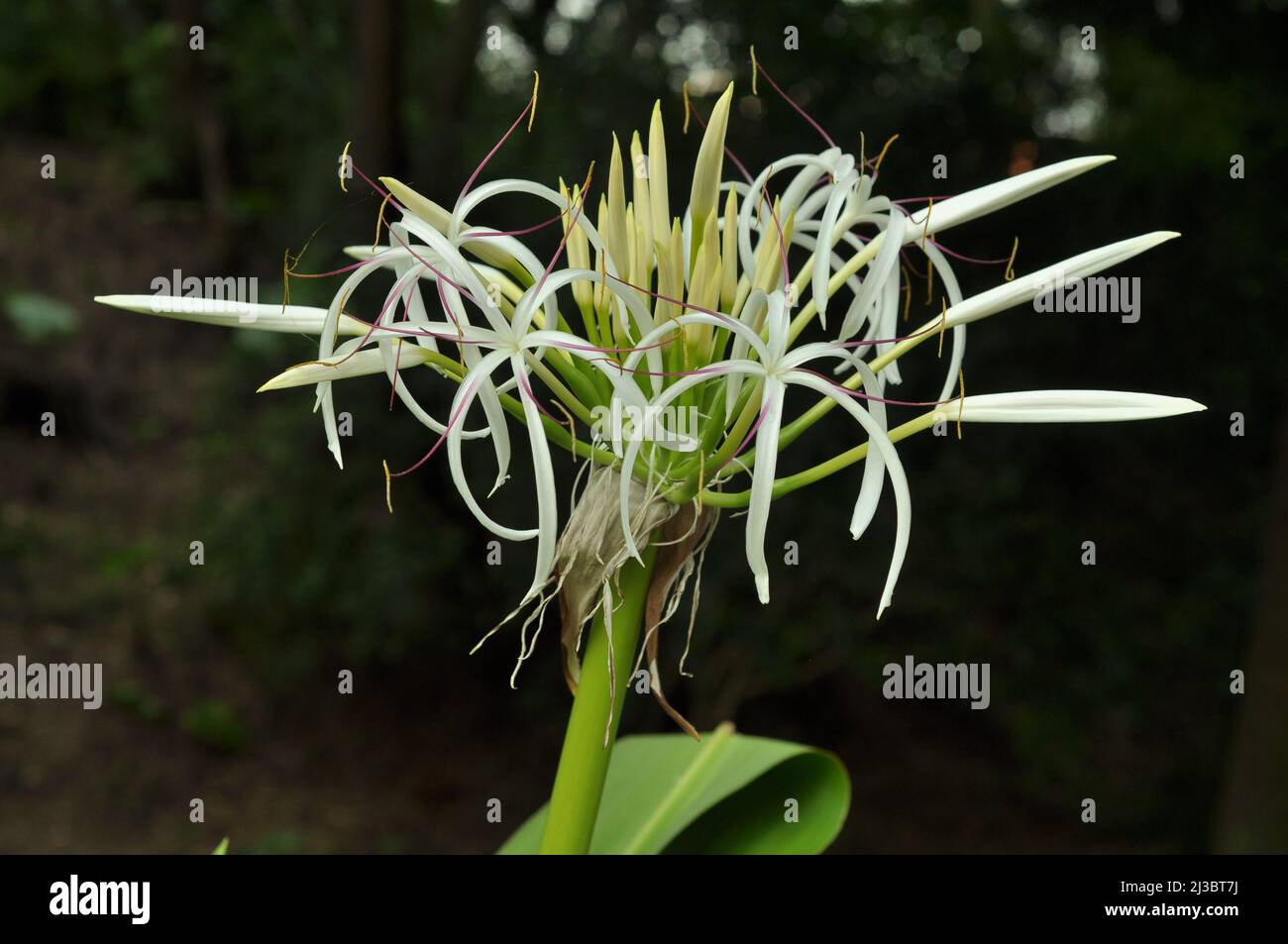 Closeup crinum hi-res stock photography and images - Alamy